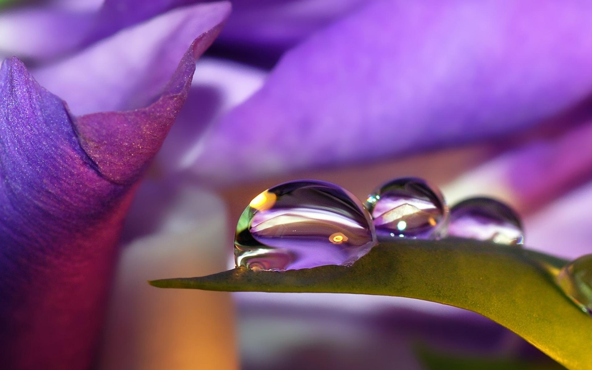  NELFOGAD SON ALAPUL PSZICHOTER PIA S SPIRITUALIT S Asajah
